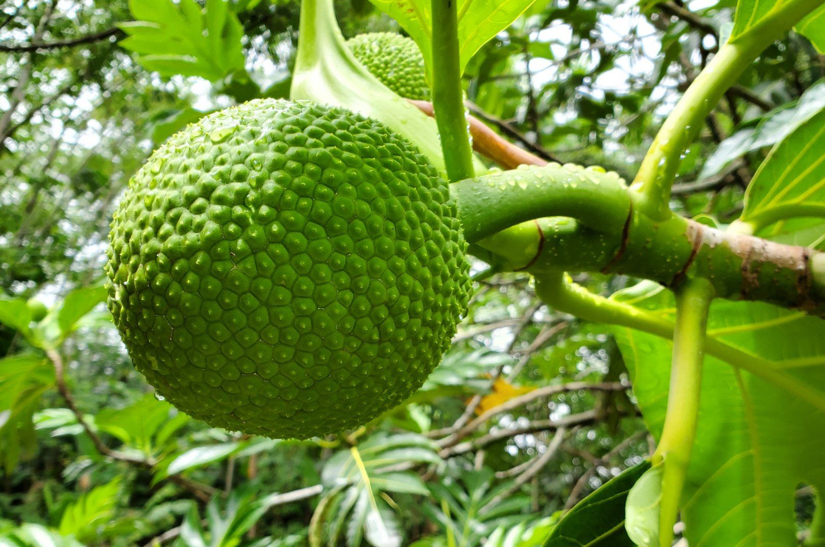 Foods To Try in Hawaii on Your Trip - Lucy On Locale