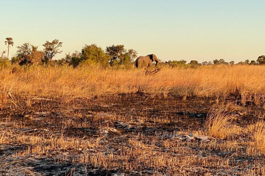 Walking Safari in Botswana - Lucy On Locale