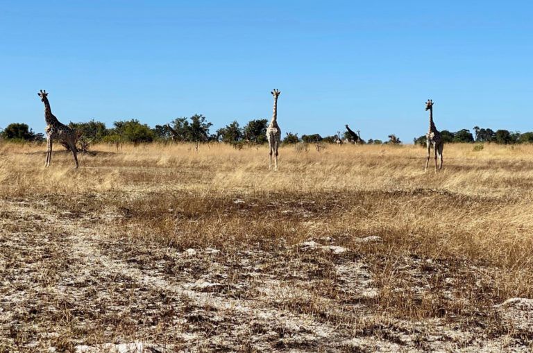 Walking Safari in Botswana - Lucy On Locale